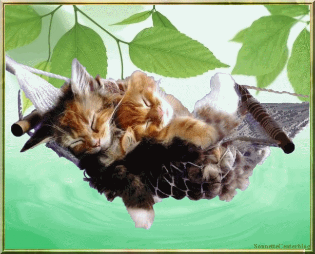 Gif animés de chats